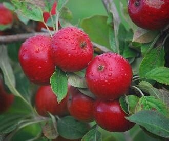 Cider Apple Tree - Stoke Red