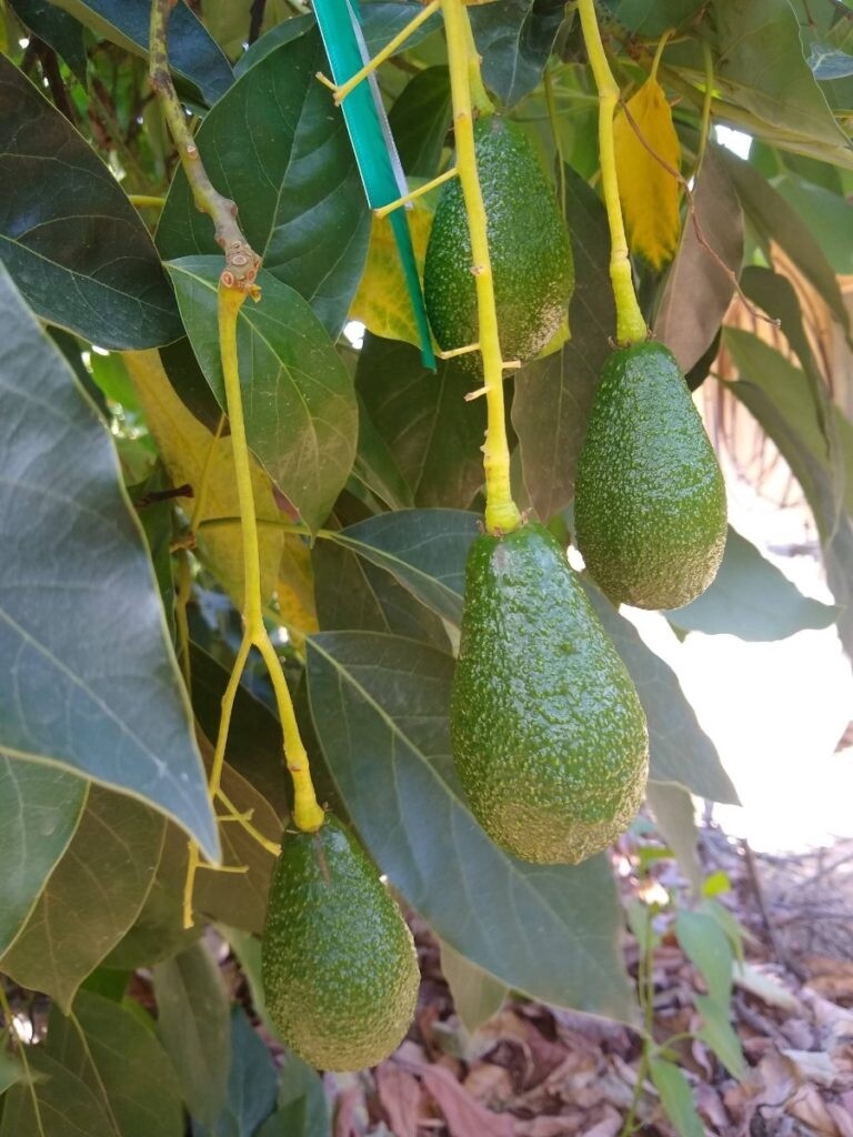 Avocado Fuerte