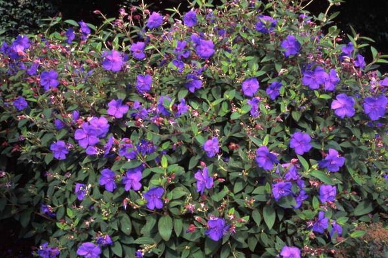 Tibouchina