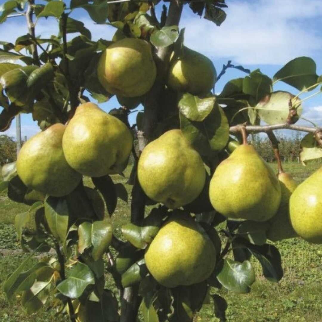 Pear Garden Belle (Dwarf) - BARE ROOTED