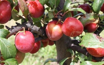 Plum Luisa | Shop Trees for Bees Nursery