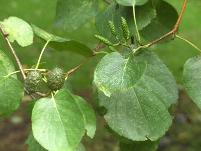 Alder Italian (Alnus cordata)
