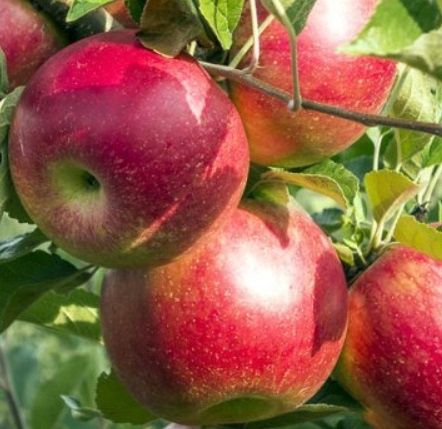 Apple Kent Fillbasket - BARE ROOTED