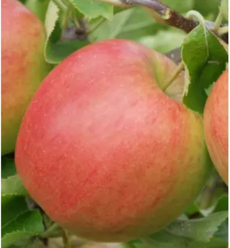 Apple Jonagold - BARE ROOTED