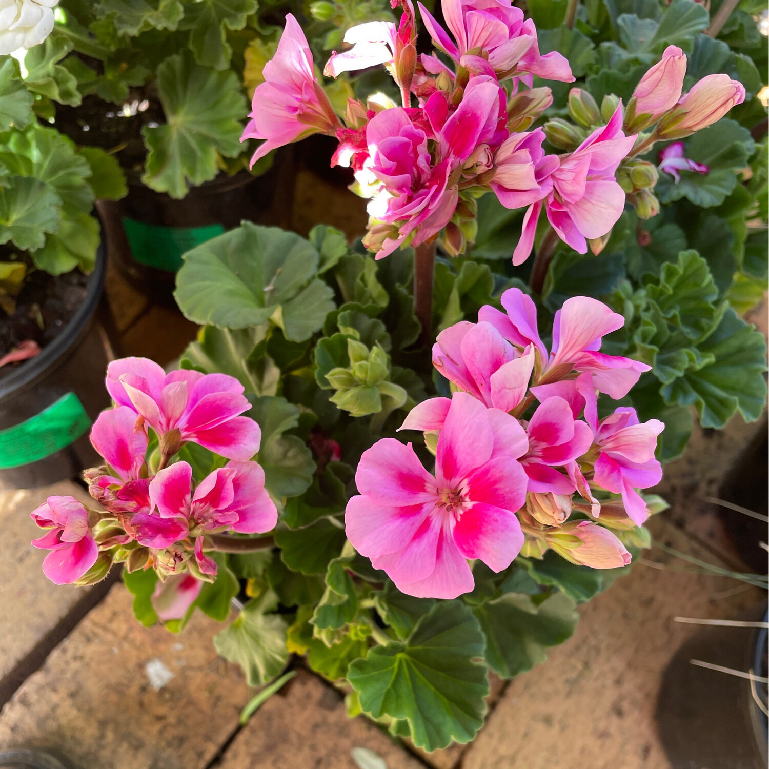 Pelargonium Turkana Rose Sizzle
