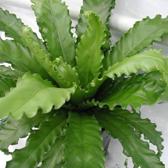 Avalon Nursery and Landscaping