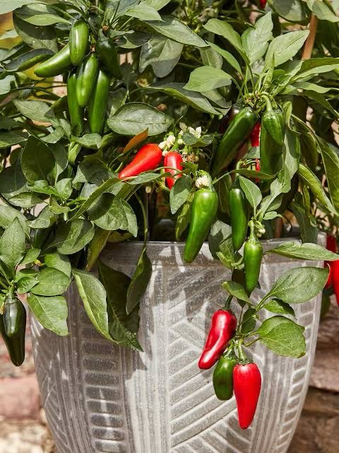 Capsicum Bird’s Eye (Chilli)