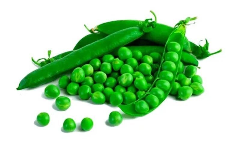 SGA Semillas – Las mejores semillas para sus plantaciones