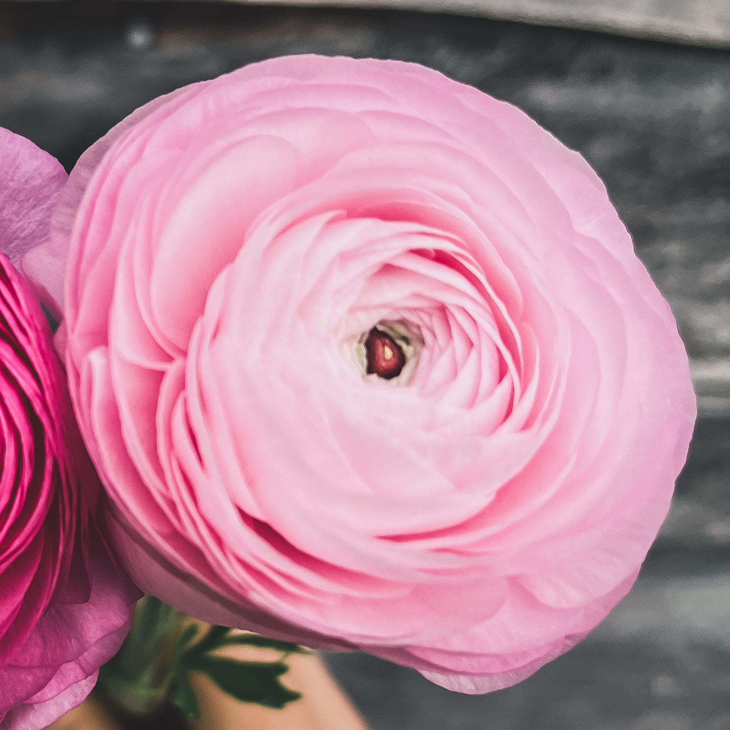 Ranunculus, Rosa light pink