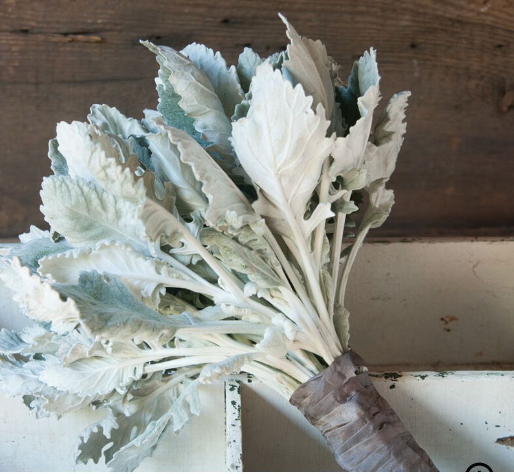 Dusty Miller, New Look