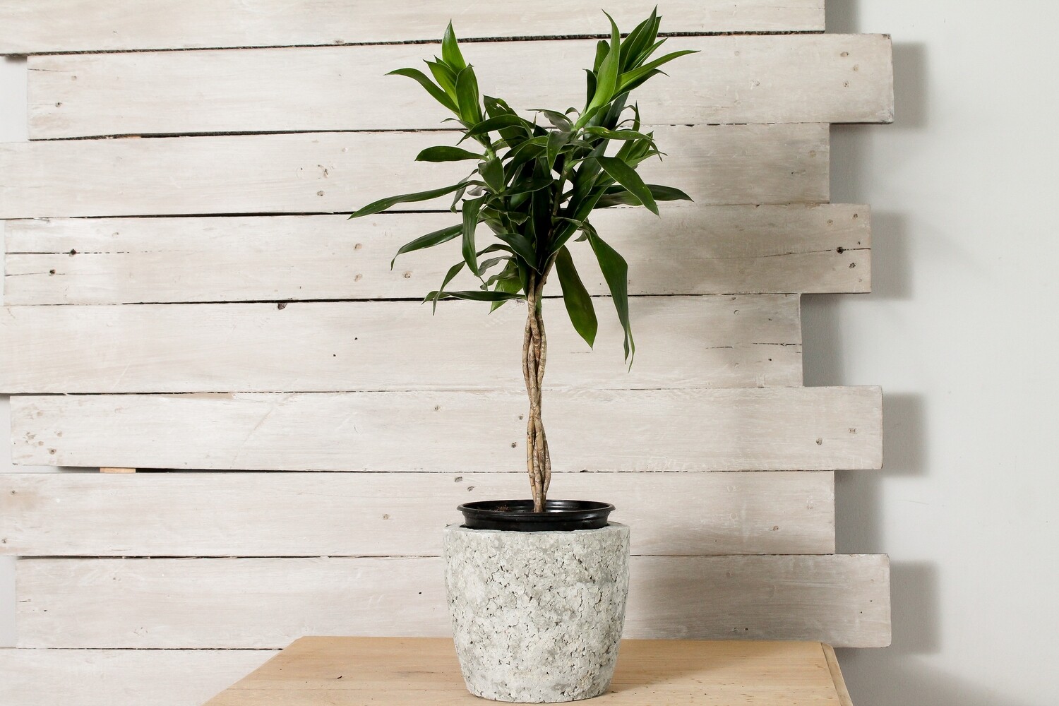 Dragon Plant