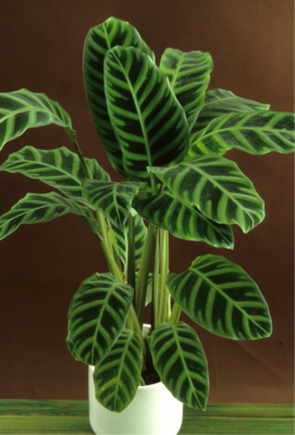 The Giving Green Store