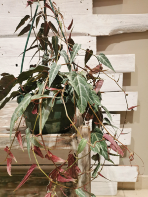 The Giving Green Store