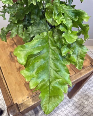 The Giving Green Store