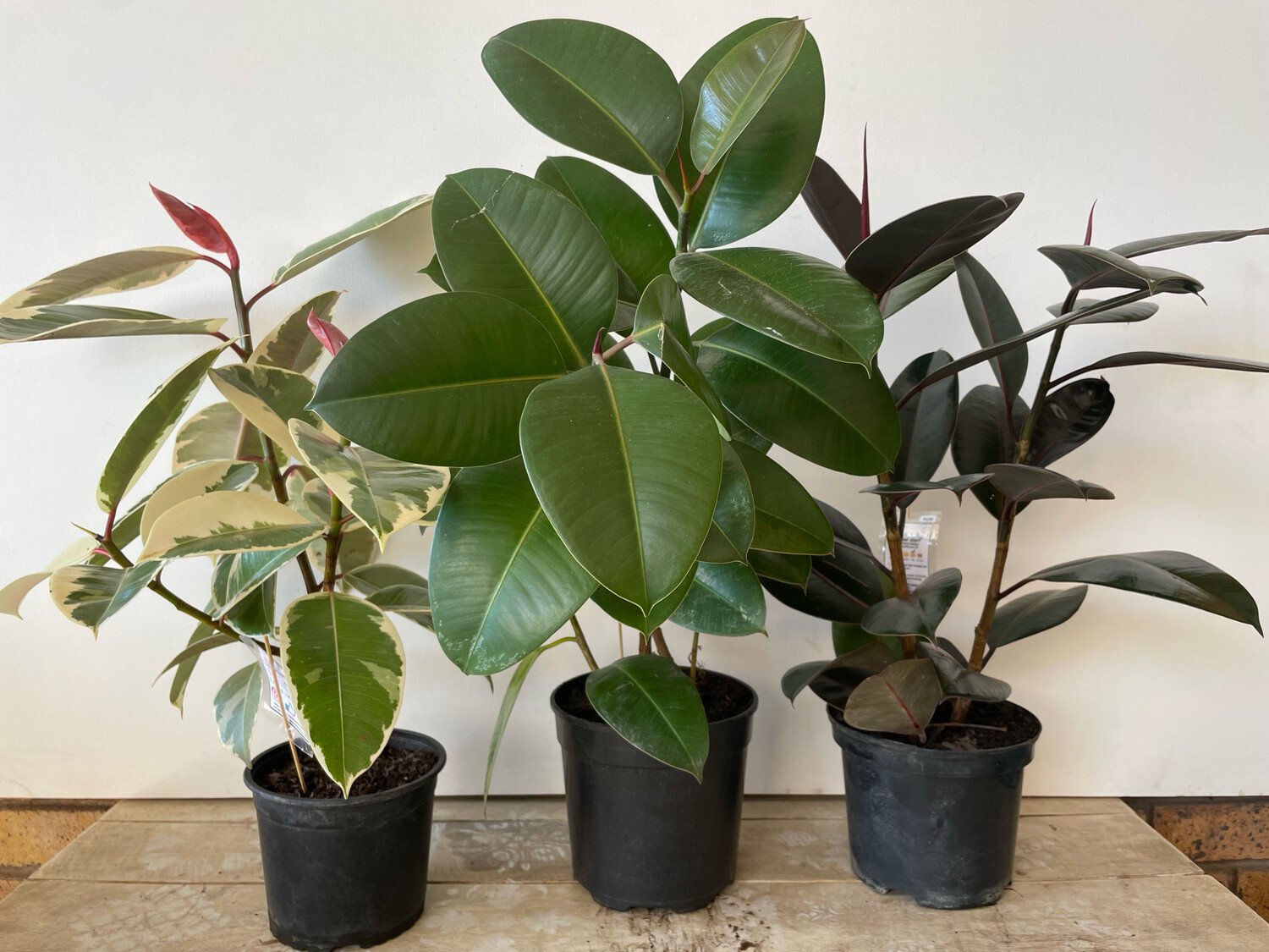 Large Rubber Plant Combo