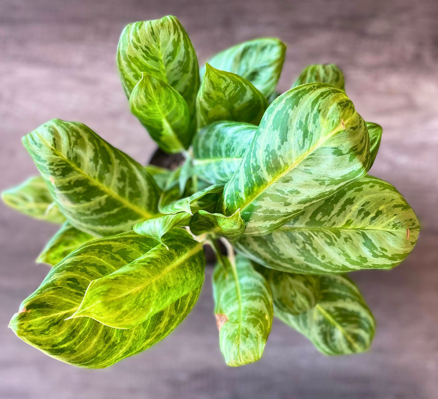 Chinese Evergreen - Golden spoon