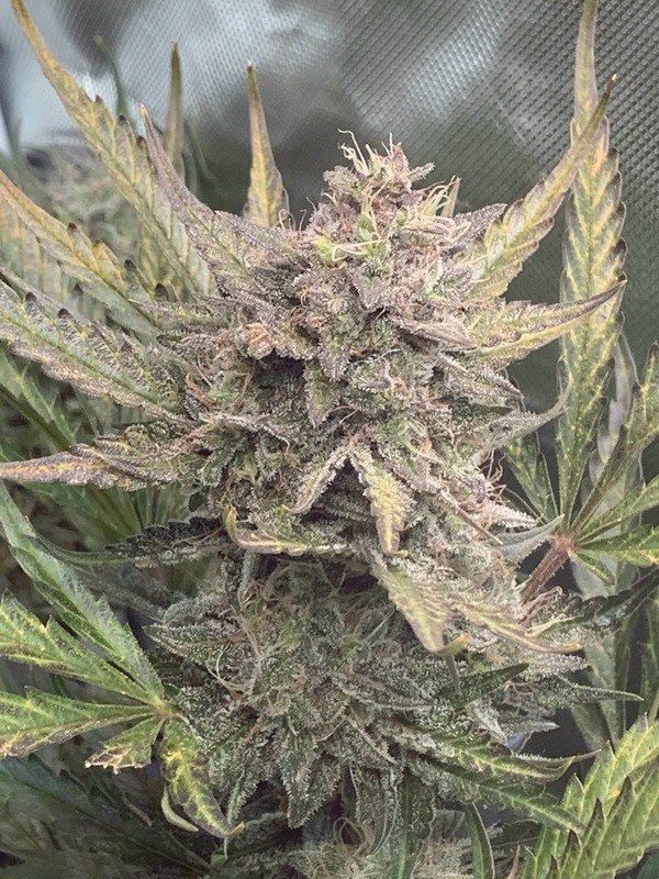 Blueberry Auto купить семена марихуаны (конопли) автоцвет