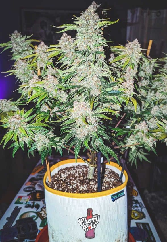 Cherry Cola Auto купить семена каннабиса в Украине Fast Buds