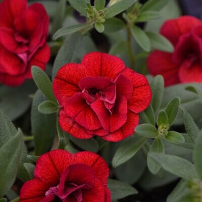 StylishPlants