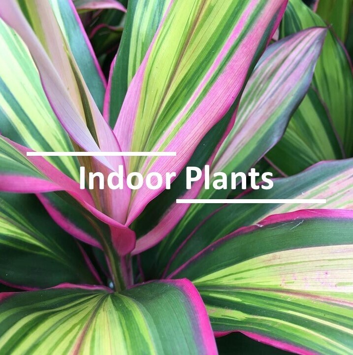 Indoor Plants – STORE – StylishPlants