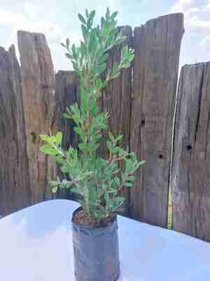 STORE – StylishPlants