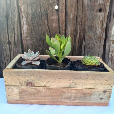 STORE – StylishPlants