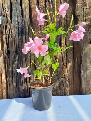 STORE – StylishPlants