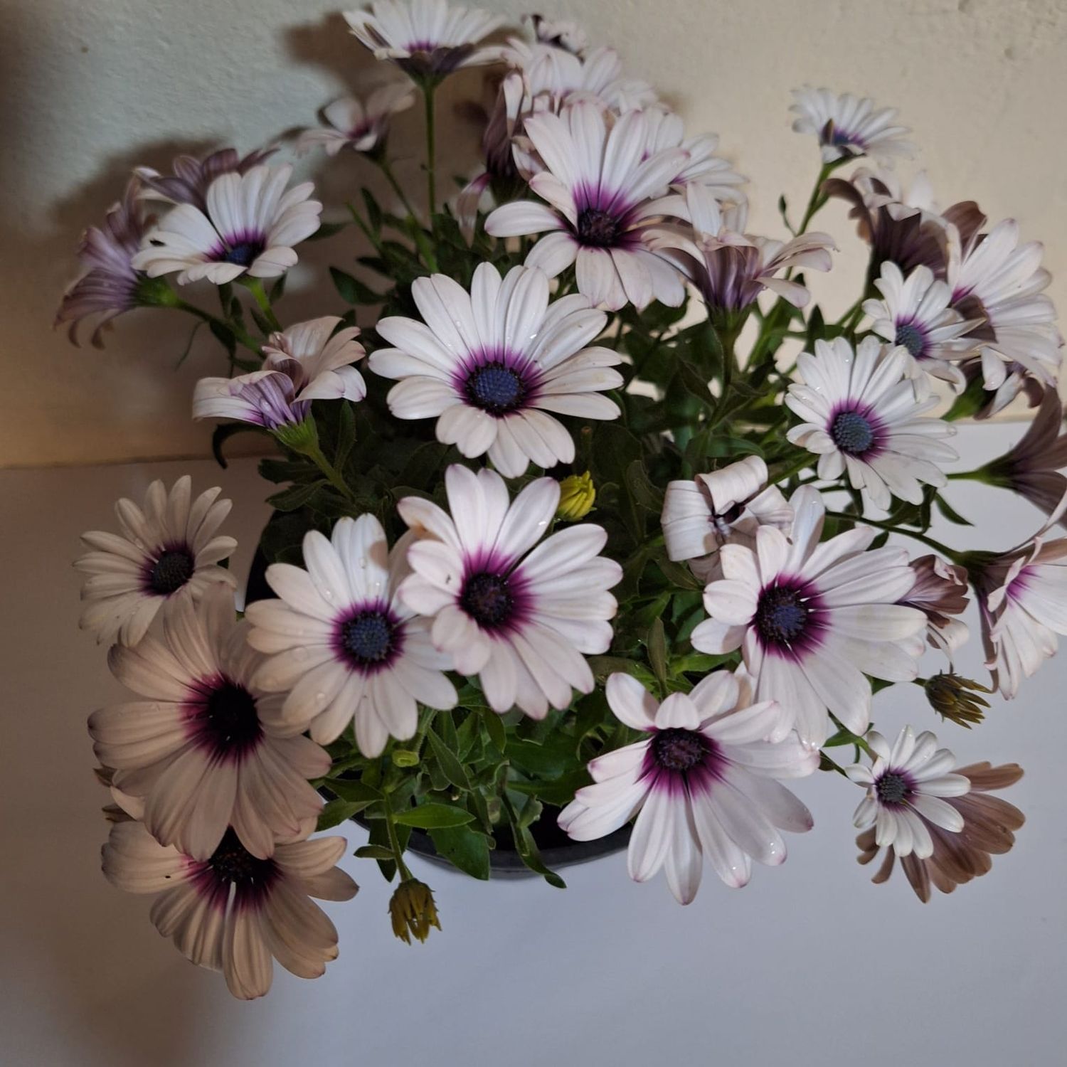 Osteospermum Lavander 17cm – STORE – StylishPlants