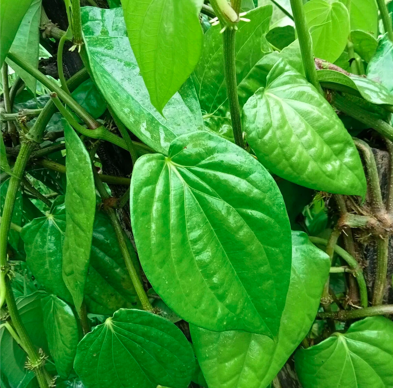 Organic Indian Paan Betel Leaf Plant Nagarvel Variety