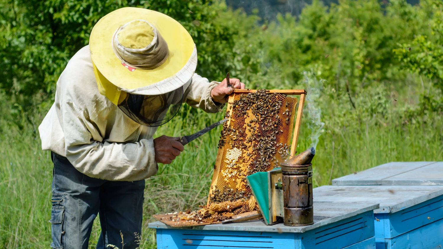 Proceso De La Cosecha De Miel De Abejas