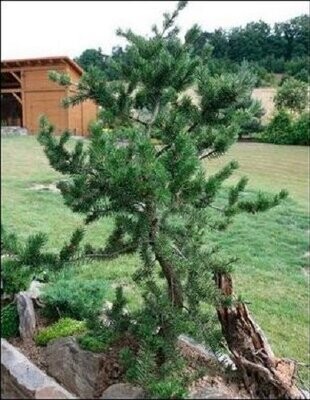 Pinus (pine)