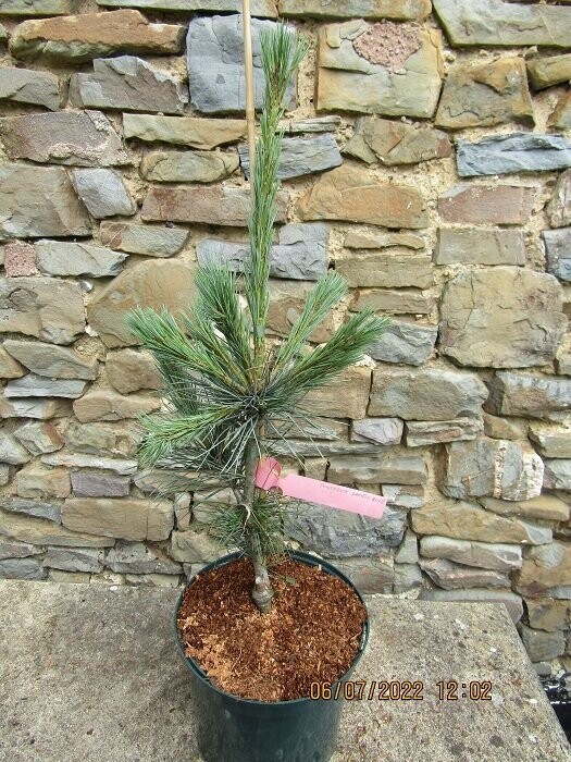 Pinus peuce pacific blue 10L 70-80cm