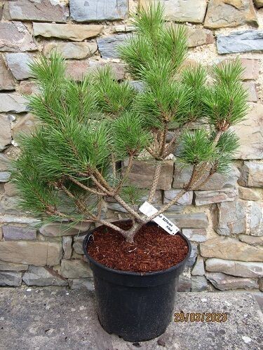 Pinus resinosa nana 7.5L 55-65x55-65cm EXACT ITEM OFFER