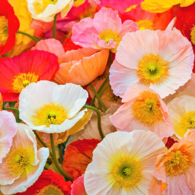 Iceland Poppy Champagne Bubbly Mix