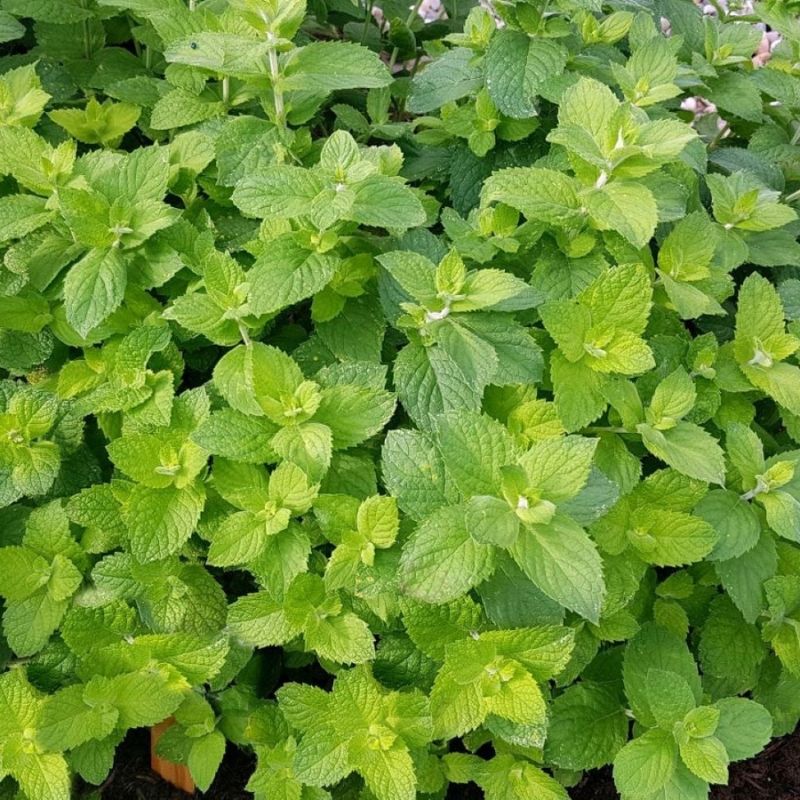 Apple Mint