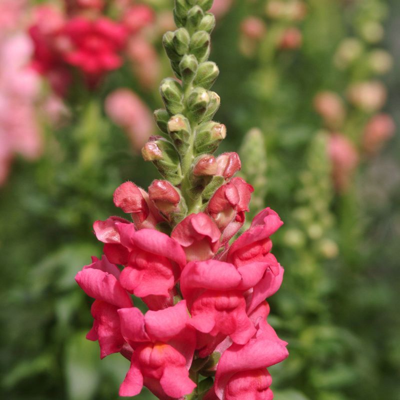 Snapdragon Potomac Cherry Rose