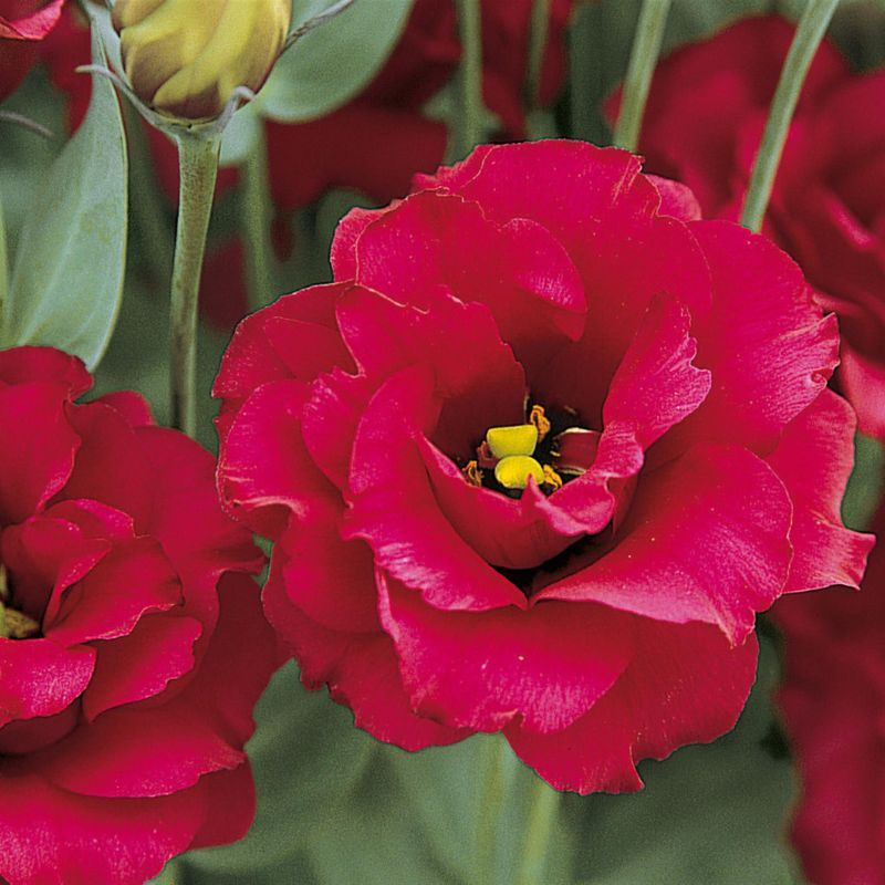 Lisianthus Arena 3 Red 36