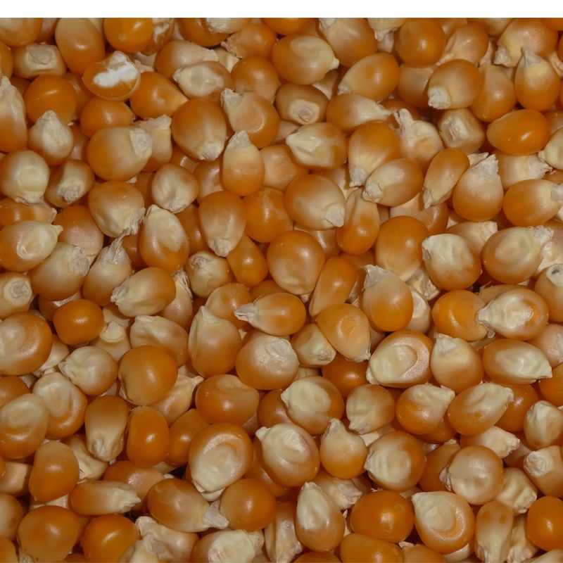 Popcorn Kernels - Mushroom