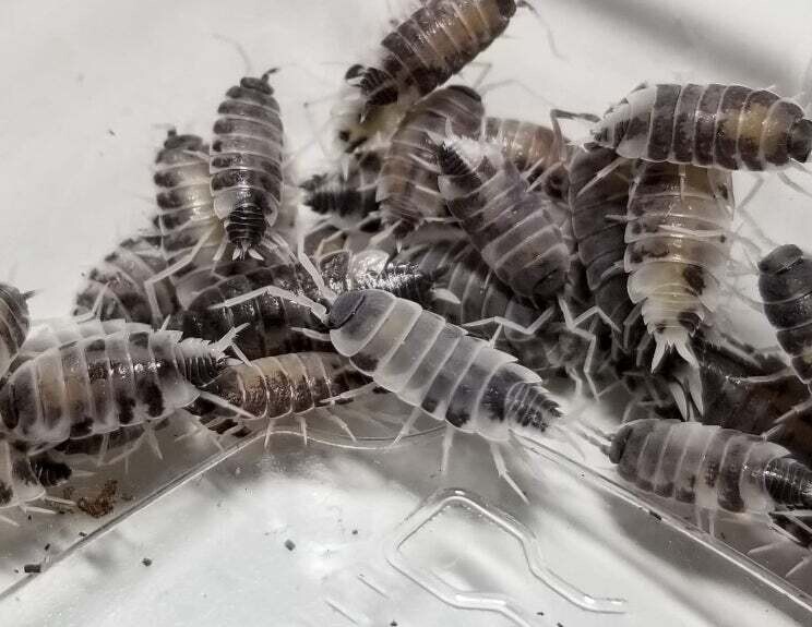 Oreo Crumbles" Isopods (Porcellio pruinosus) In Canada