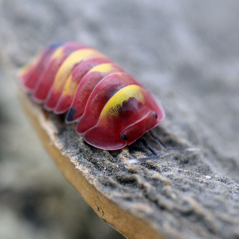 Merulanella sp. “Scarlet” isopods in Canada