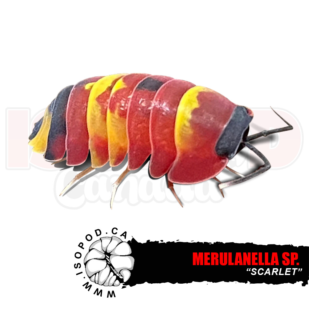 Merulanella sp. “Scarlet” isopods in Canada