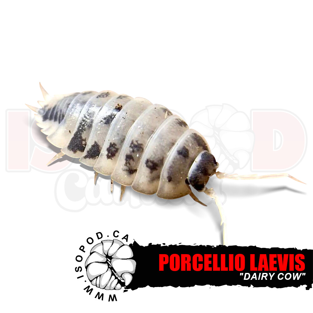 Dairy Cow Isopods Canada at Ruby Hereford blog