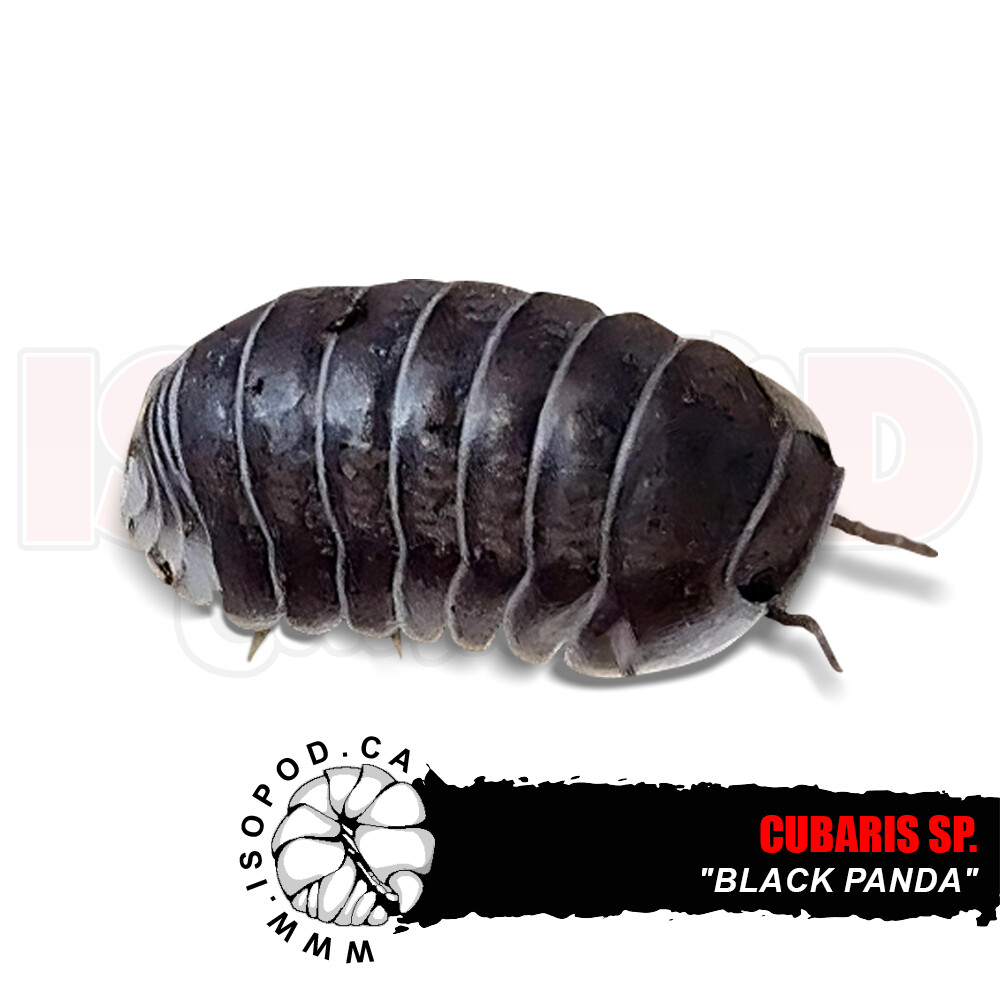 Black Panda Isopods (Cubaris sp. "Black Panda") in Canada