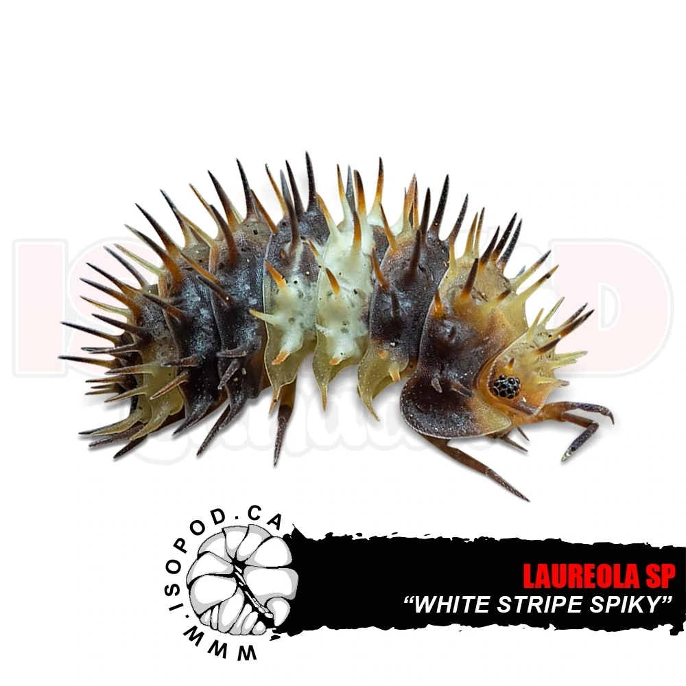 White Stripe Spiky Isopods (Laureola Sp. "White Stripe Spiky") in Canada