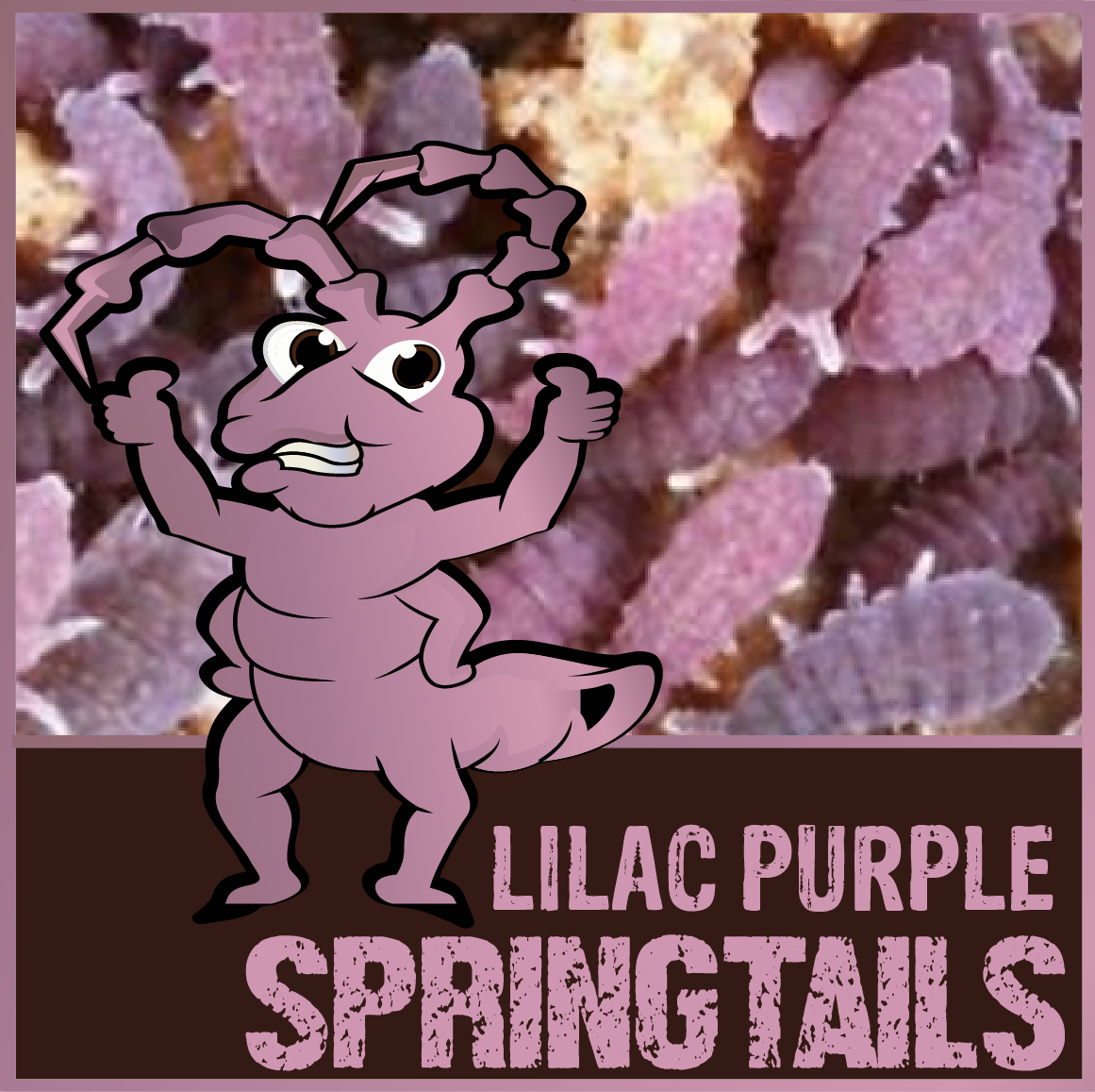 Lilac Purple Springtails (Ceratophysella sp)