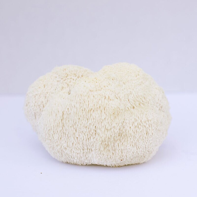 Shop Lion's Mane and Oyster Mushrooms Shipped & Delivered!