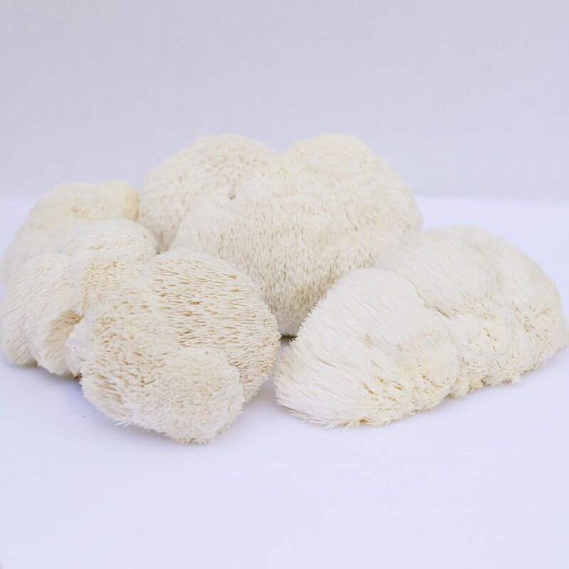 Shop Lion's Mane and Oyster Mushrooms Shipped & Delivered!