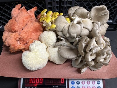 Shop Lion's Mane and Oyster Mushrooms Shipped & Delivered!