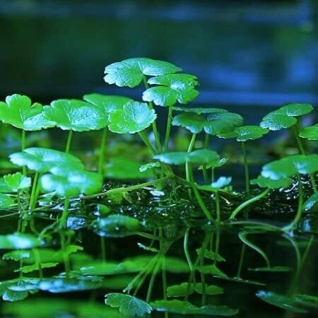 Hydrocotyle Verticillata