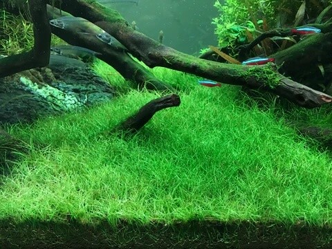 Eleocharis Parvula Mini